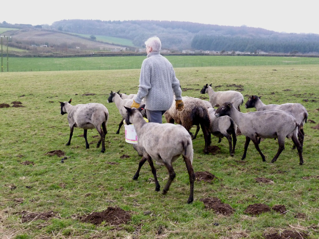 14-sue-with-sheep – Wovember