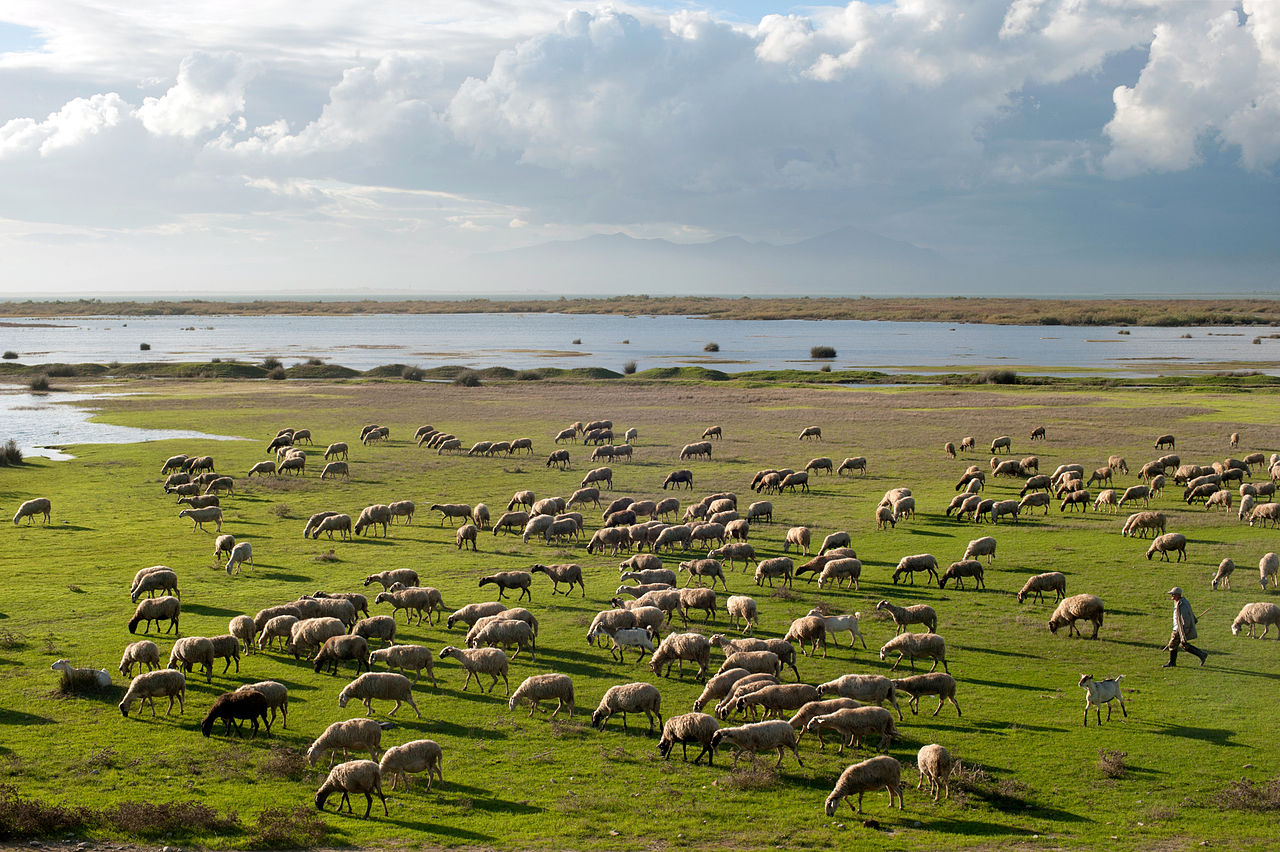 Πρόβατα και μαλλί στην Ελλάδα – Sheep and Wool in Greece – Wovember