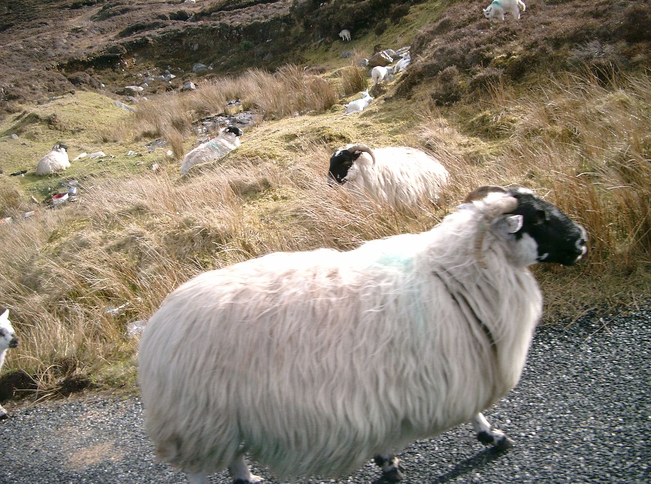 Caorach agus olann – sheep and wool in Ireland – Wovember
