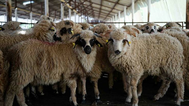 lambs_sheep_turcana_2 – Wovember