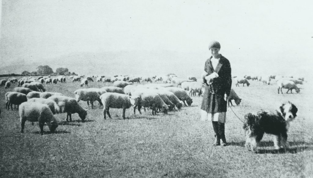 Tansy: the story of a Sussex shepherdess or two – Wovember